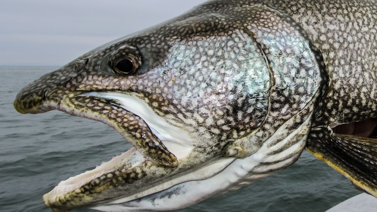 Underwater Lake Trout Action | Frontier Fishing Lodge, Great Slave Lake ...