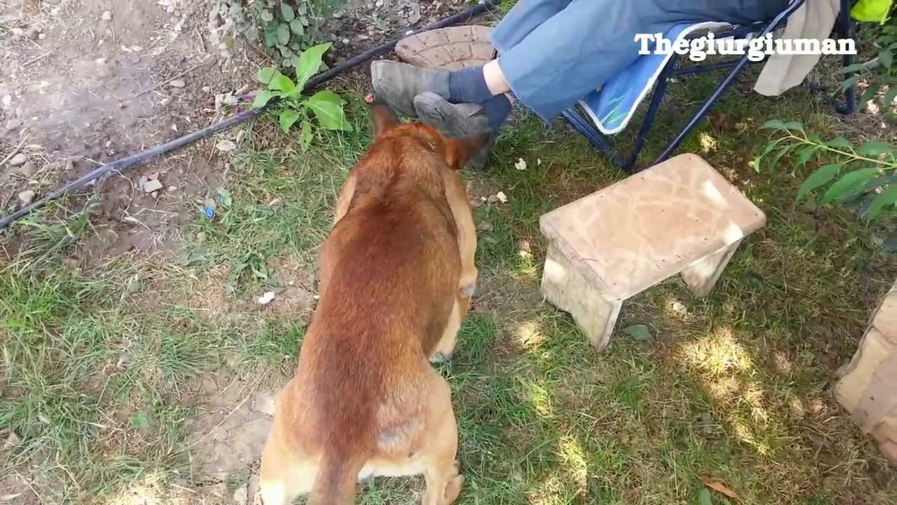 Amazing big dog bit the little dog puppy - YouTube