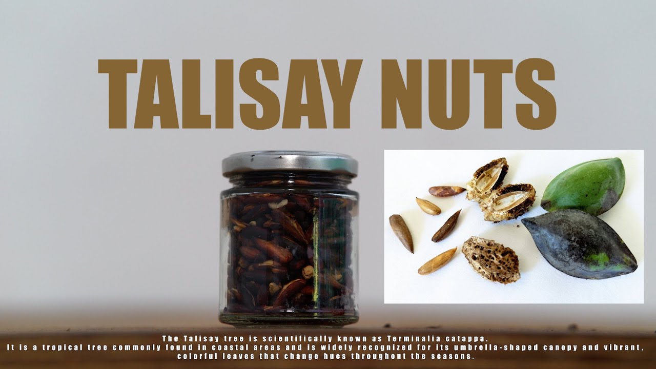 TALISAY NUTS #forest #nature #nuts #videos #shorts - YouTube