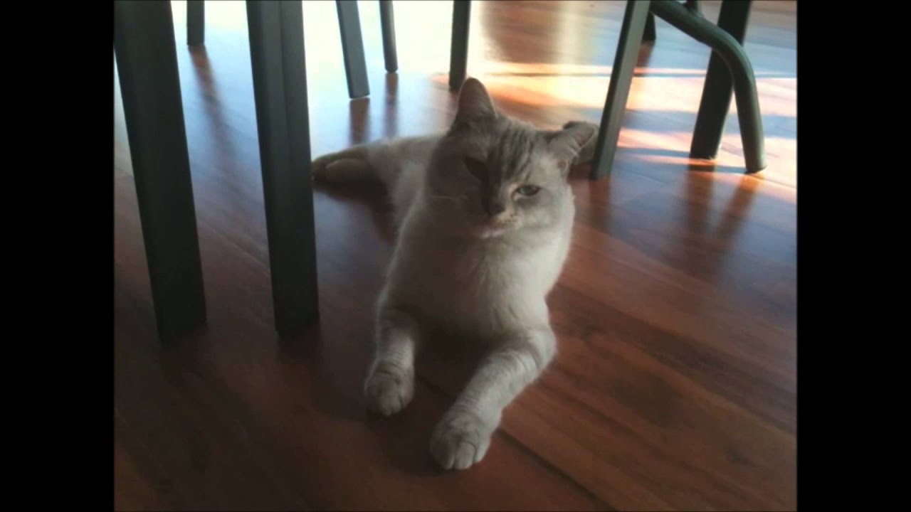 It's Otis the Magical Tooting Cat - YouTube