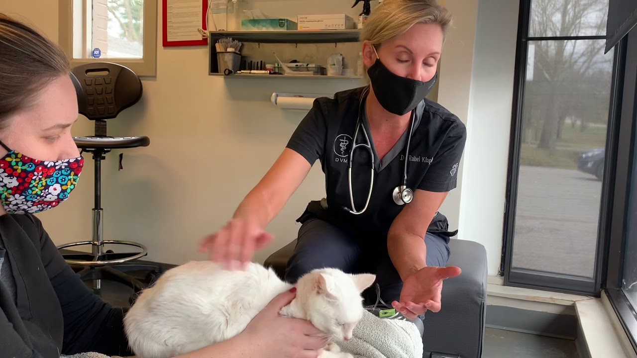 How to give subcutaneous fluids - YouTube