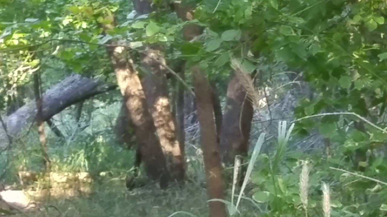 Red Sasquatch? Old Video from Stinchcomb Wildlife Refuge - YouTube