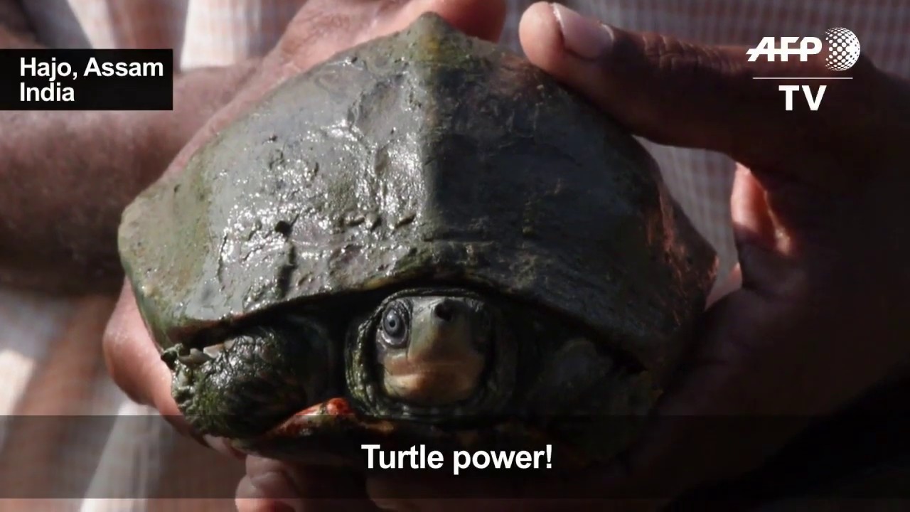 Indian Temple Helps Nurture 'Extinct' Turtle - YouTube