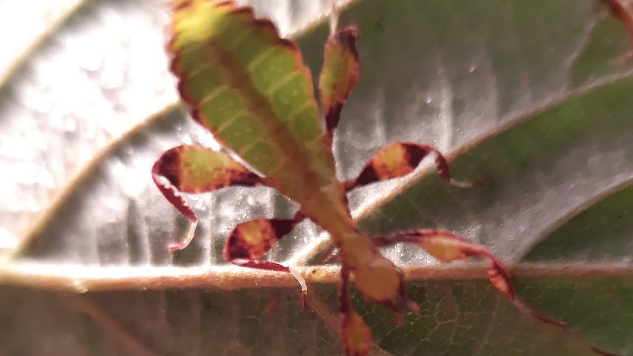 Leaf insect nymph. Care advice( in depth) - YouTube