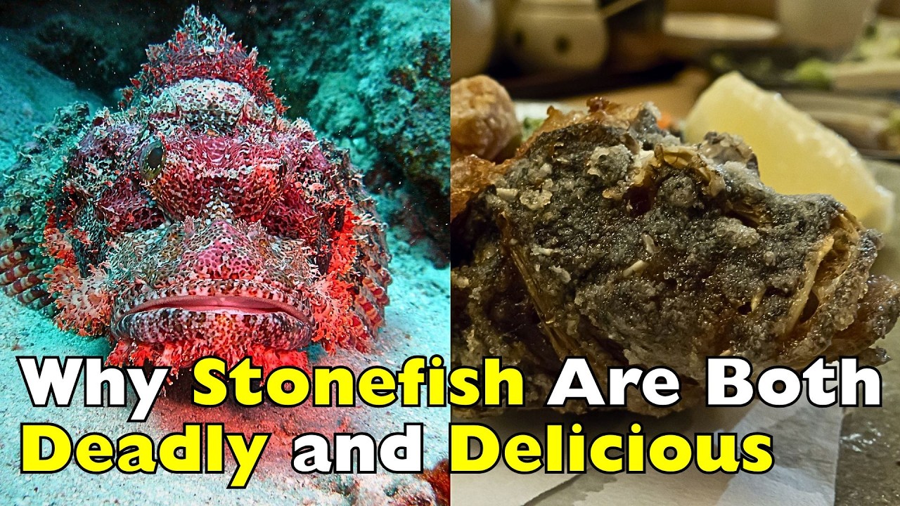 Venomous But Edible? The Shocking Truth About Stonefish [ID0802] - YouTube