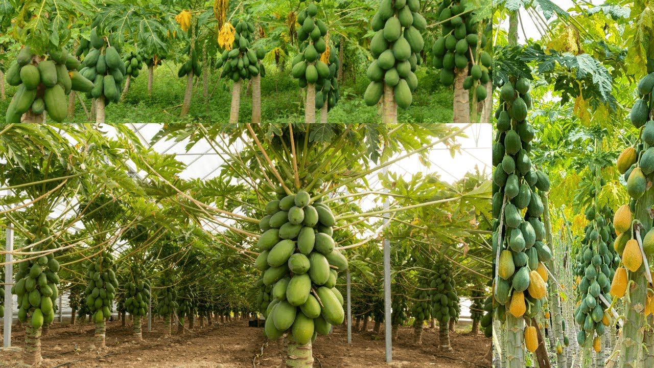 Organic Papaya Farming | Agri Farming - YouTube