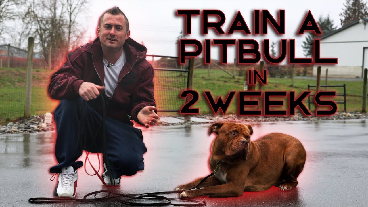 New Dog Day 1 Training and Relationship Building - YouTube