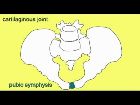 AP1: SKELETAL SYSTEM: PUBIC SYMPHYSIS - YouTube