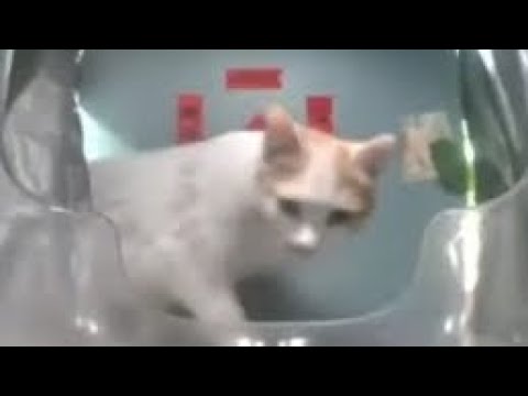 Hello Street Cat: Mr. Bald being... bald... - YouTube