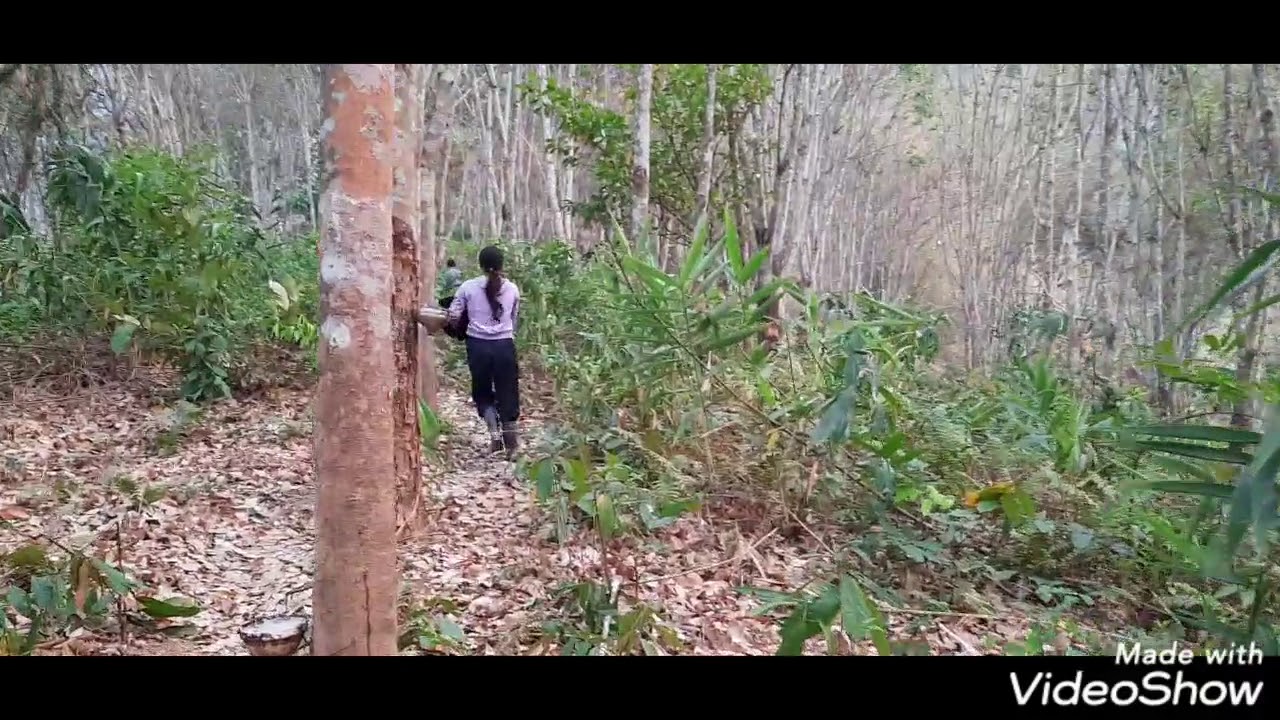 Hlua taw kub hyiab nyob ຫລວງນ້ຳທາ - YouTube