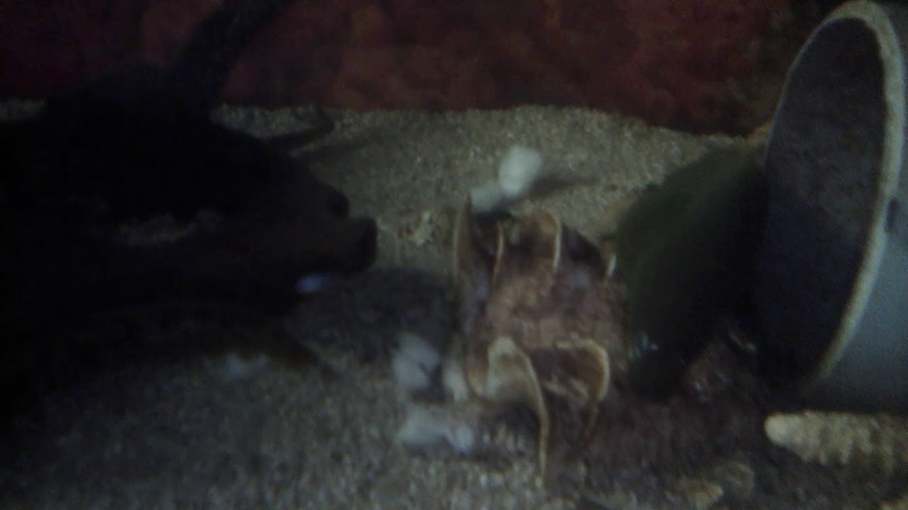 Echidna Rhodochilus feeding(1) - YouTube