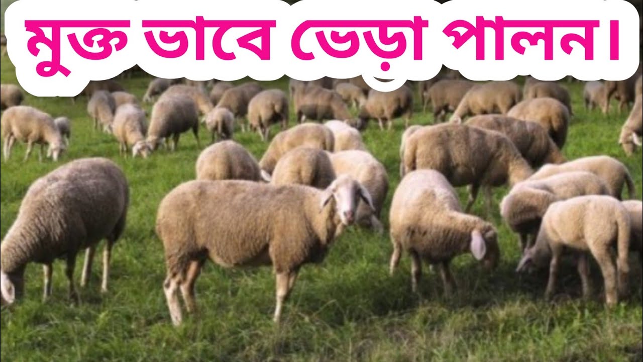 মুক্ত ভাবে ভেড়া পালন||Free Range Sheep Farming in Assam||Dharmendra ...