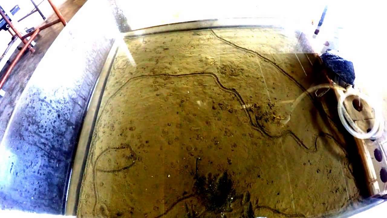 Batillaria attramentaria ('muddy gastropod') on sandy substrate - YouTube