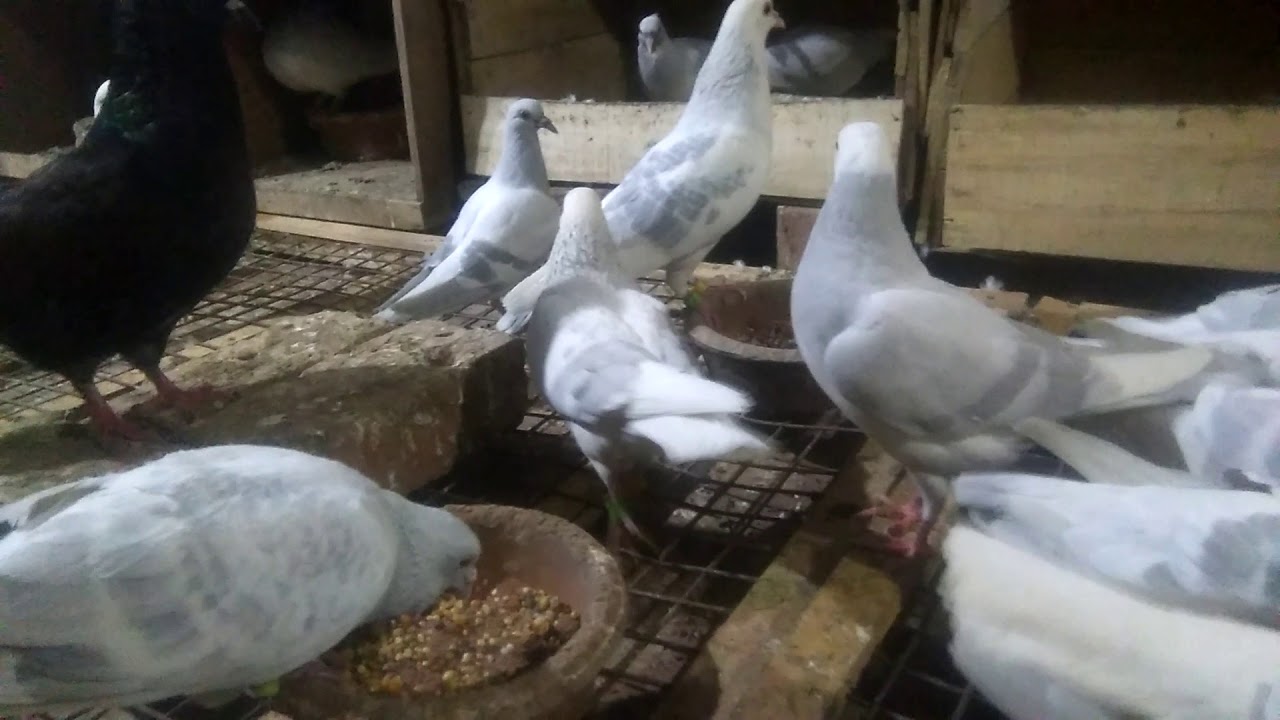 Anup bhalla ke pigeon feeding time ( Delhi ) - YouTube