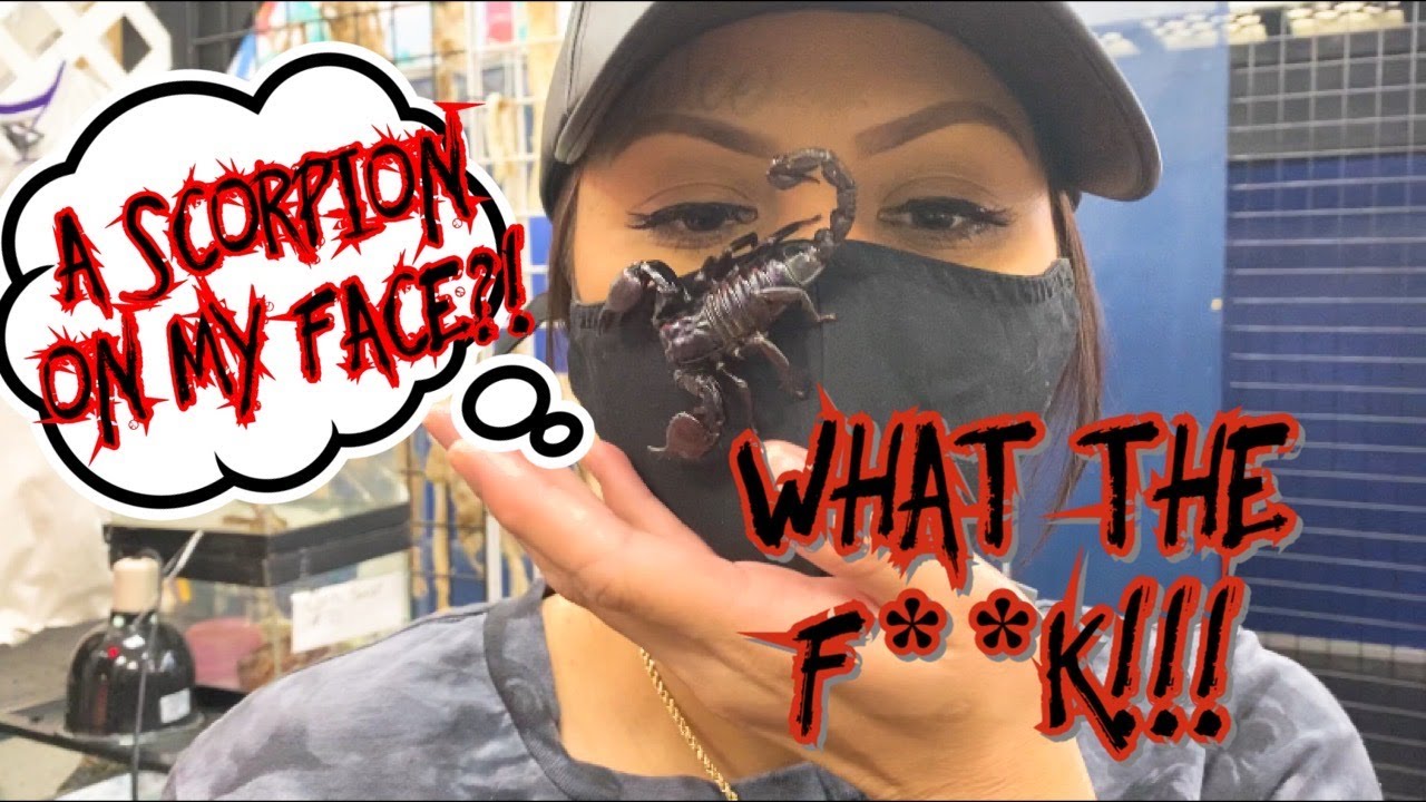 SURPRISE REPTILE BUY! Short clips from indoor/outdoor swap meets - YouTube