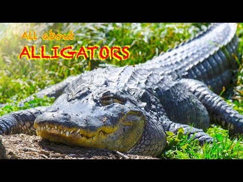 All About Alligators - YouTube