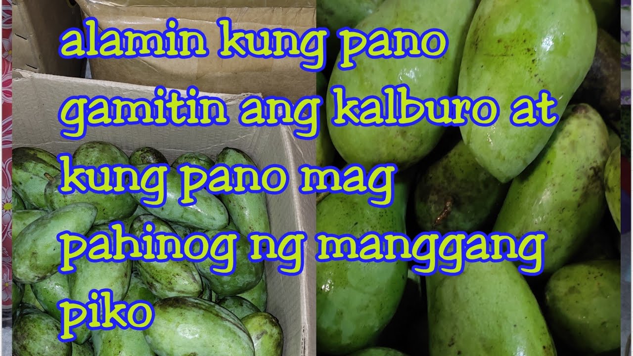 alamin kung pano gamitin ang kalburo at kung pano mag pahinog ng ...