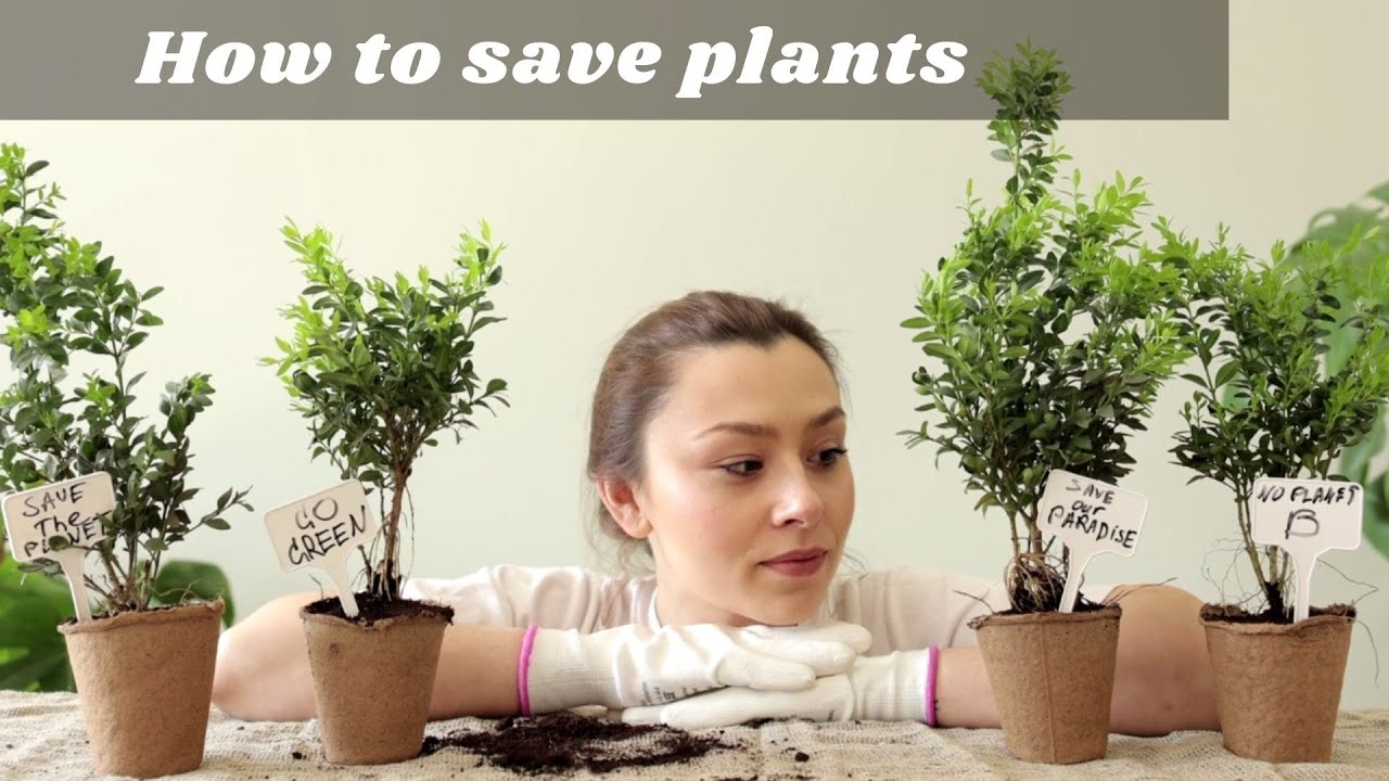 How to save plants - YouTube