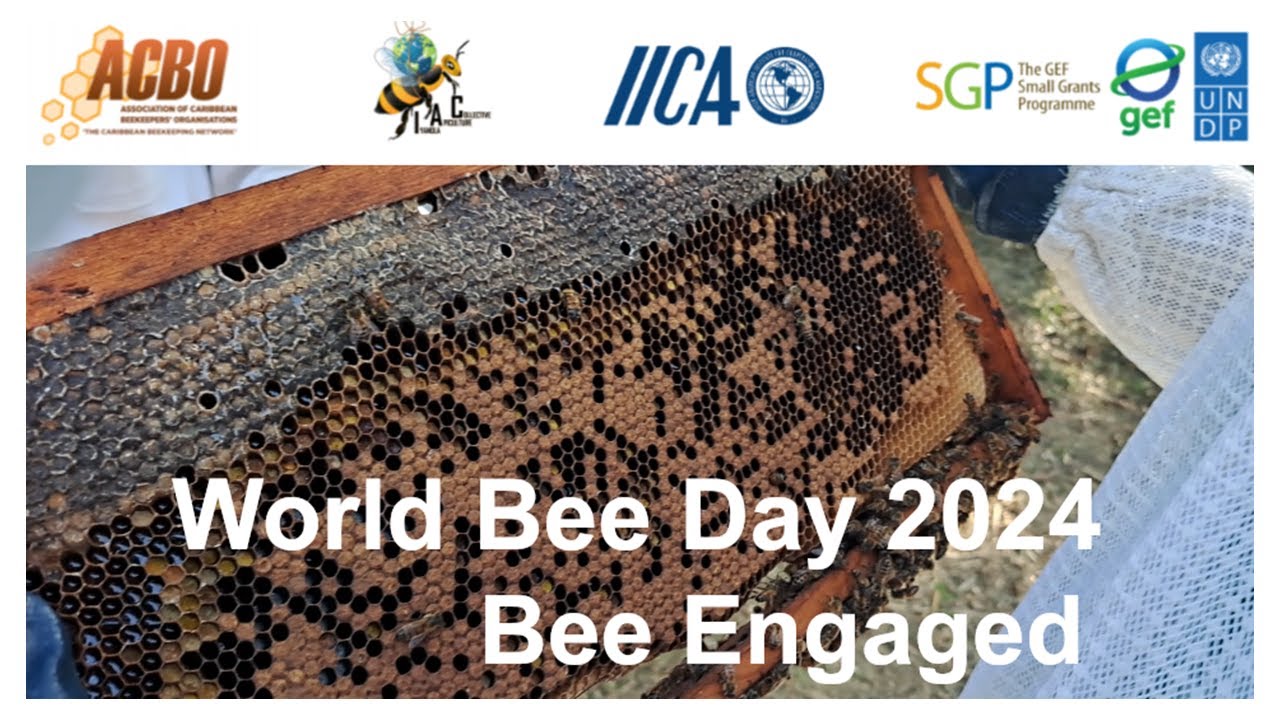 World Bee Day 2024 - YouTube