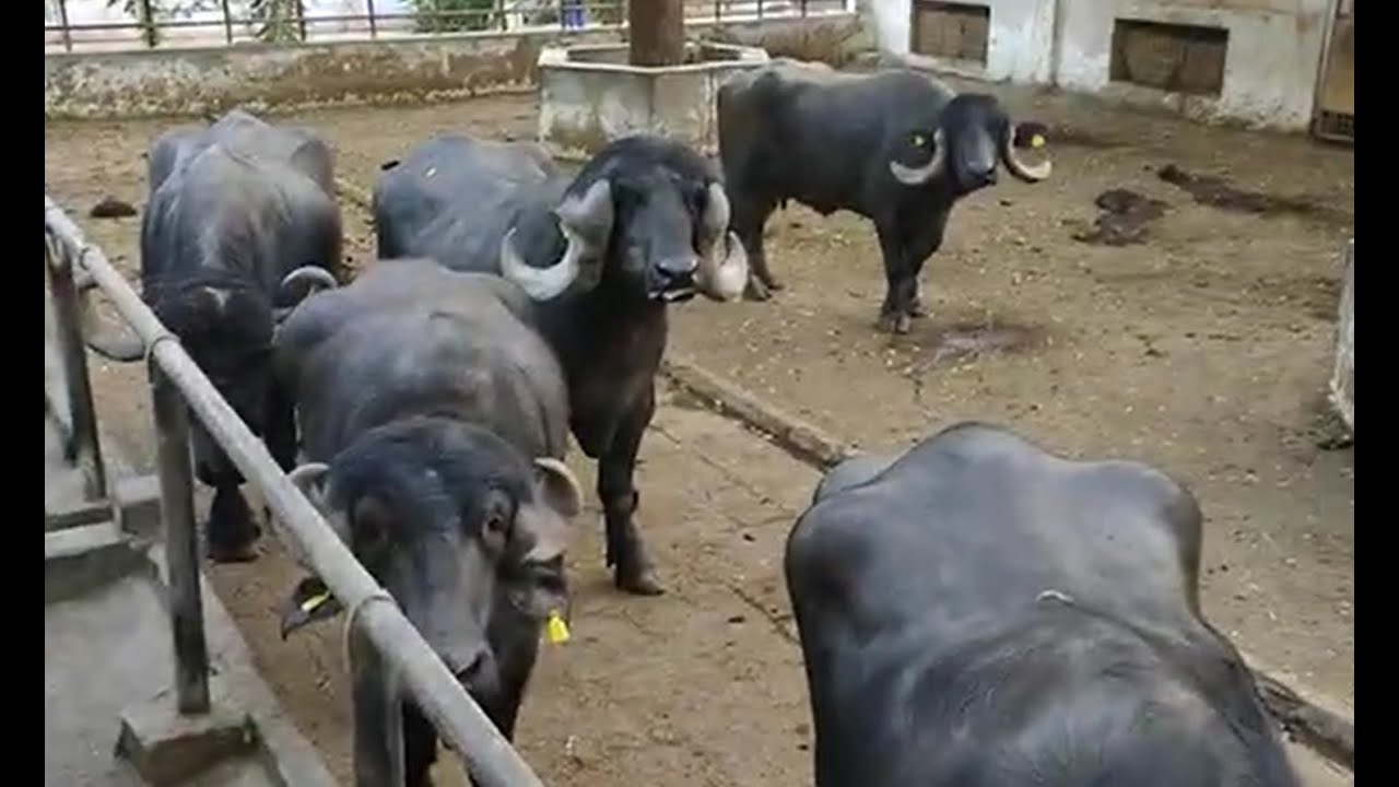 Jafarabadi Buffalo And Bull At Sarangpur Gaushala - YouTube