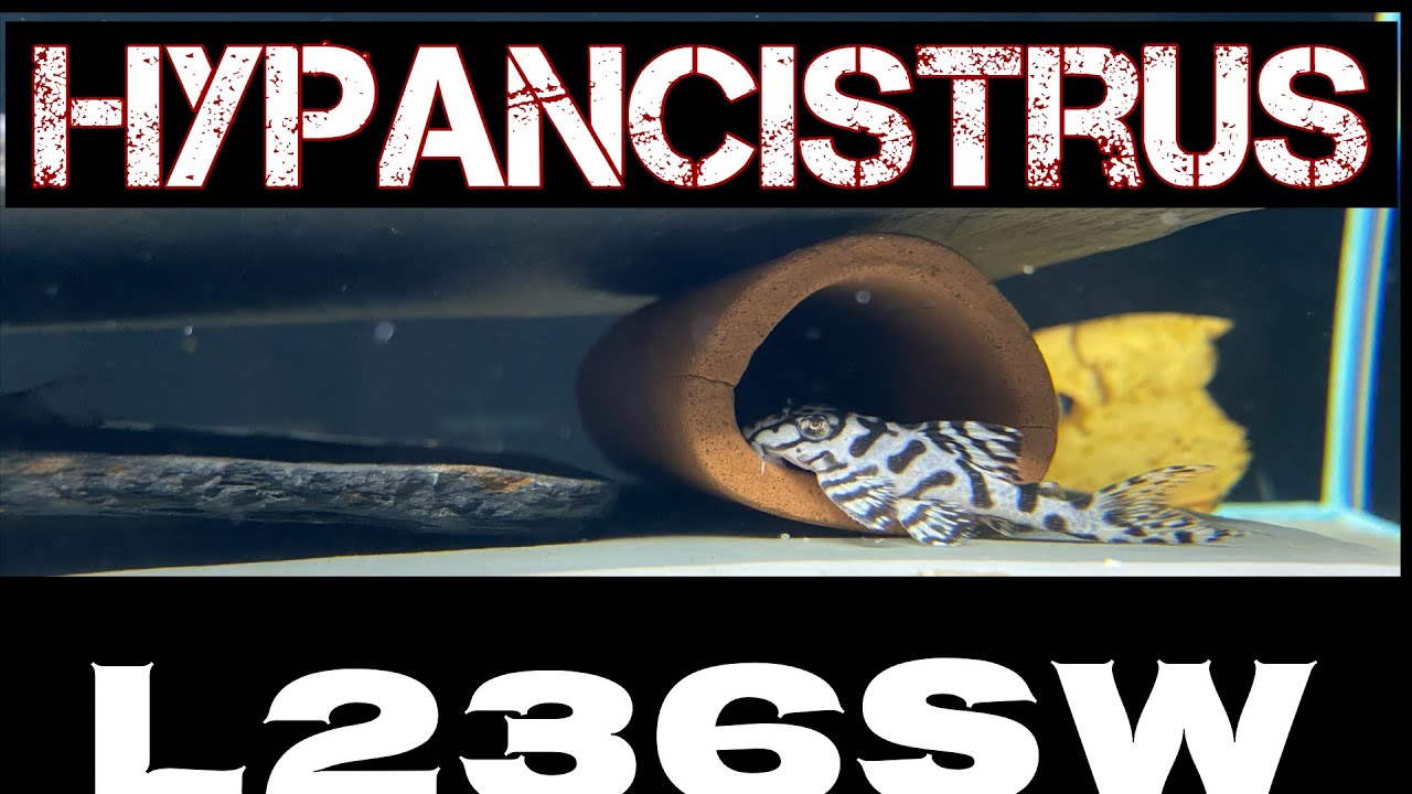 Hypancistrus L236 SW | L236 super white - YouTube