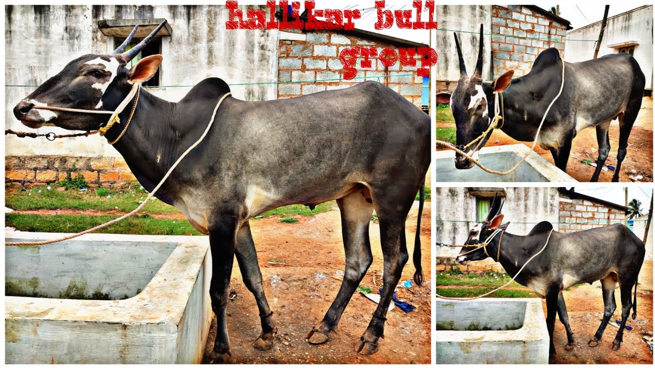 New one Hallikar bull owned, by Srikandan, From denkanikottai ...