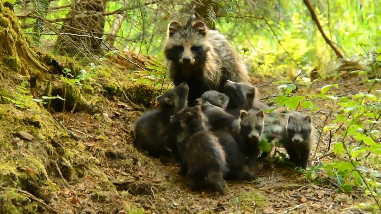 Mårhund i Danmark/Raccoon dog in Denmark. Wild amazing experience ...