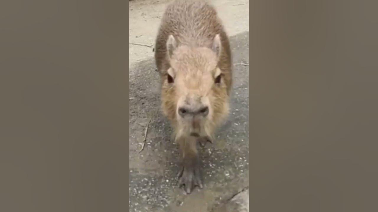 капибарики - YouTube
