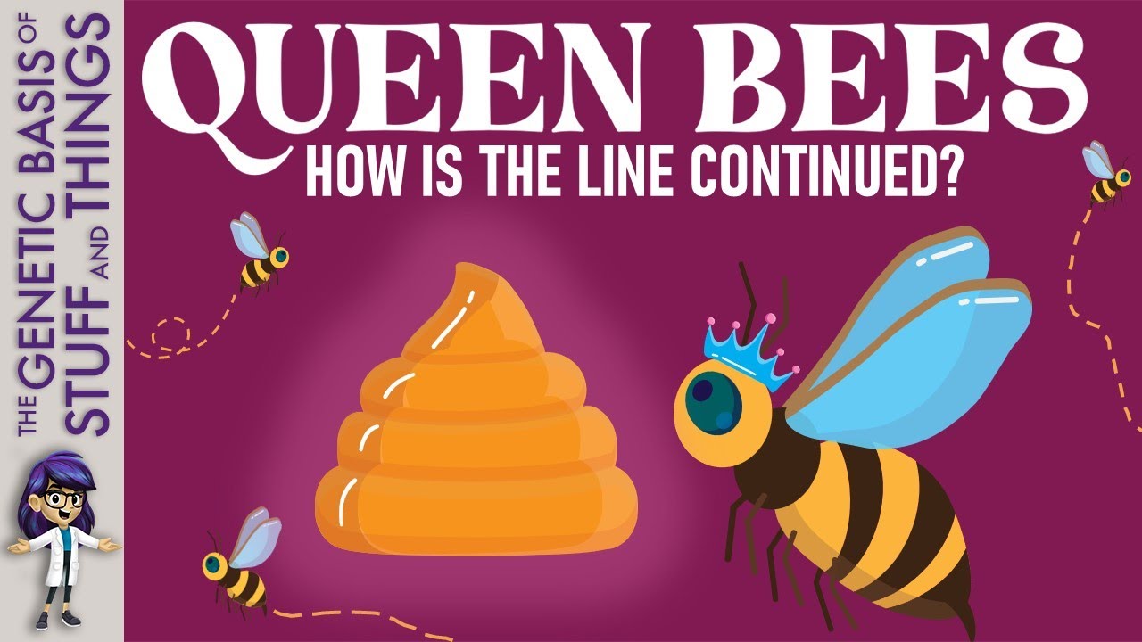 Making of a monarchy: Royalactin and insect royalty - YouTube