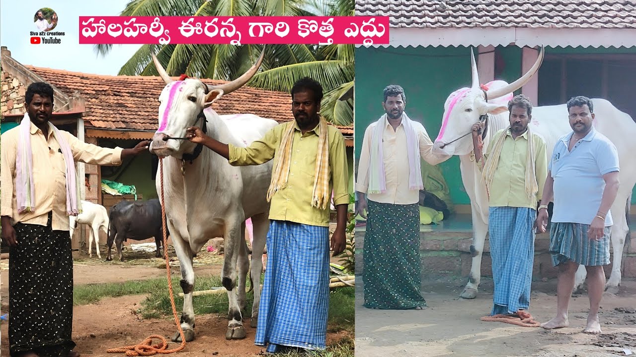 Halakarvi Eranna kilara //Karnataka Terabandi Kilara // Bigg size ...