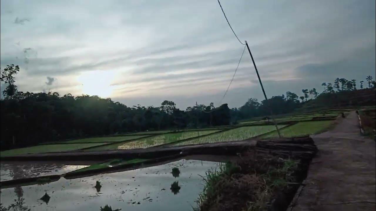 part2 jalan sore di lahan persawahan - YouTube