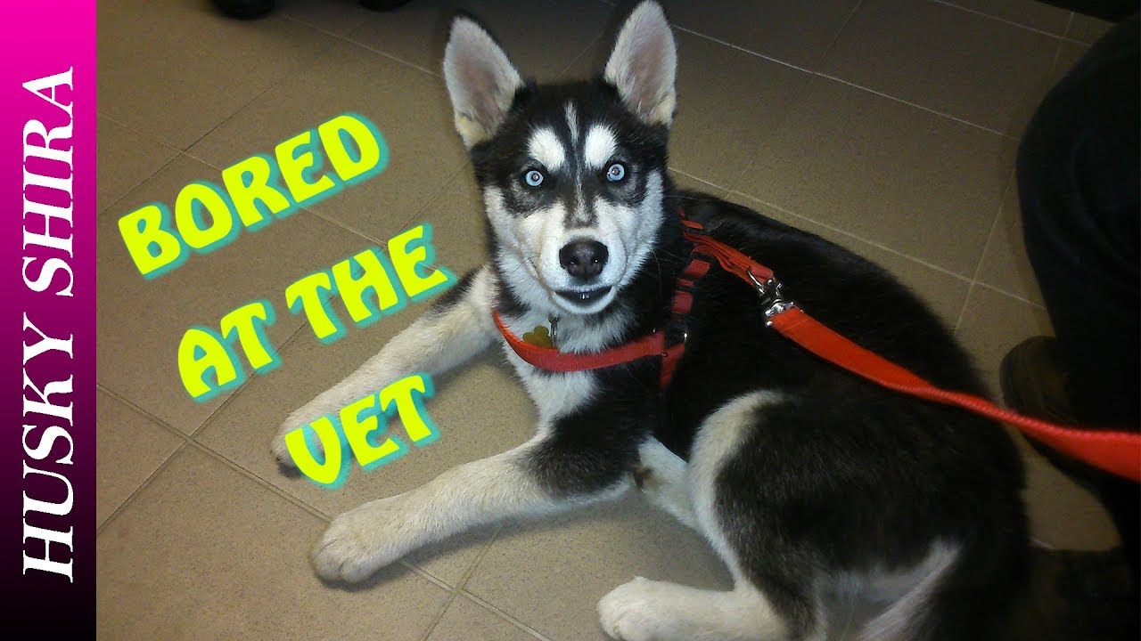 BORED HUSKY PUPPY AT THE VET - YouTube