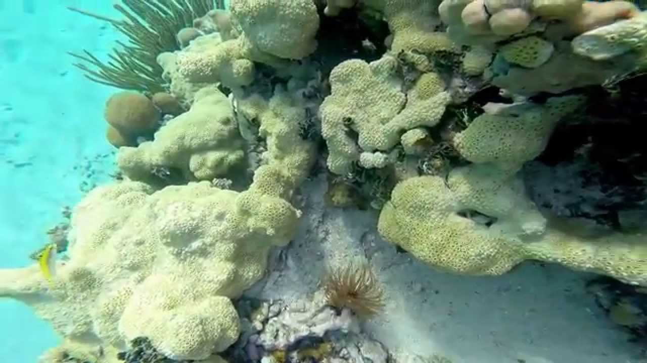 Culebra Coral Music Video - YouTube