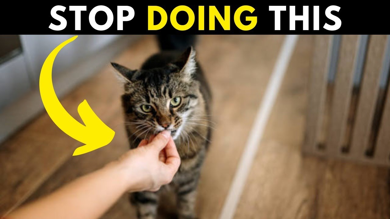 Mistakes Cats Owner Make, Never Do THIS! (Common Indoor Cat Mistakes ...