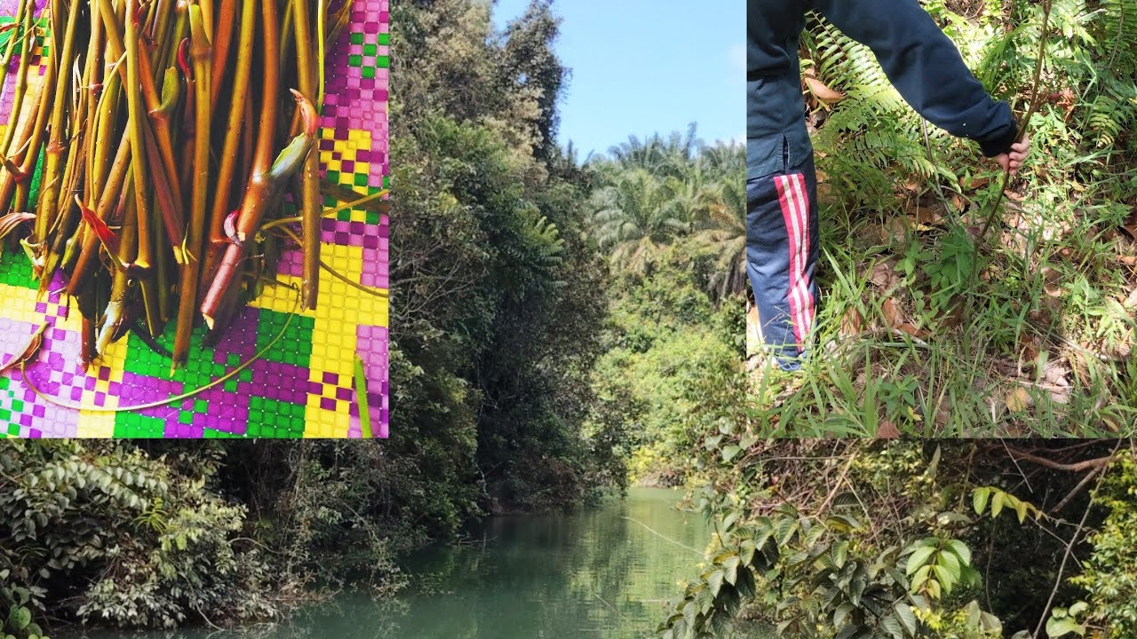 Cari pucuk merudang di hutan//sangat banyak - YouTube