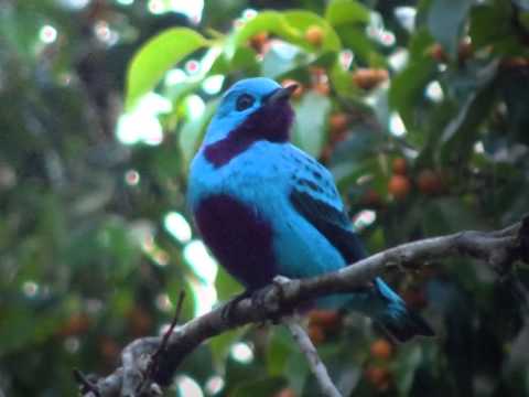 Turquoise Cotinga - Cotinga ridgwayi - YouTube