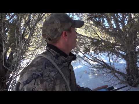 Christmas Day Lion