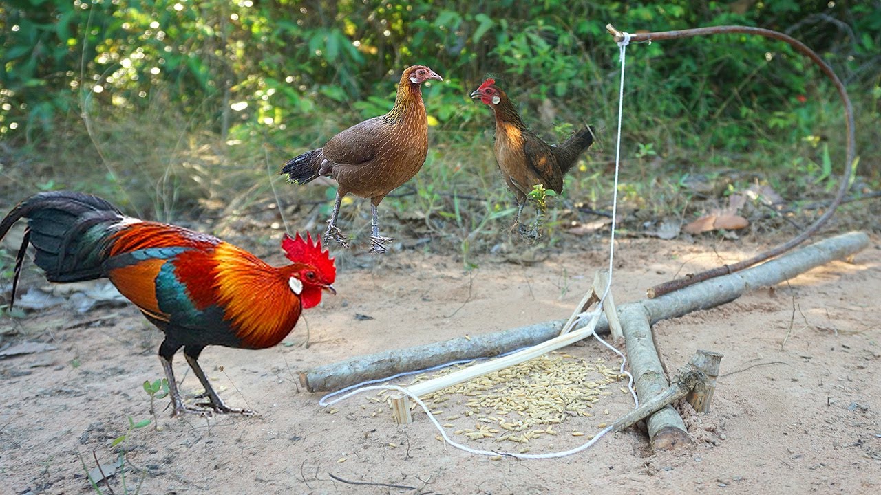The first unique wild chicken trap make from wood - Easy make a wild ...