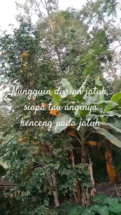 Nungguin durian jatuh, #fyp#vidioshots#durianjatuh# - YouTube