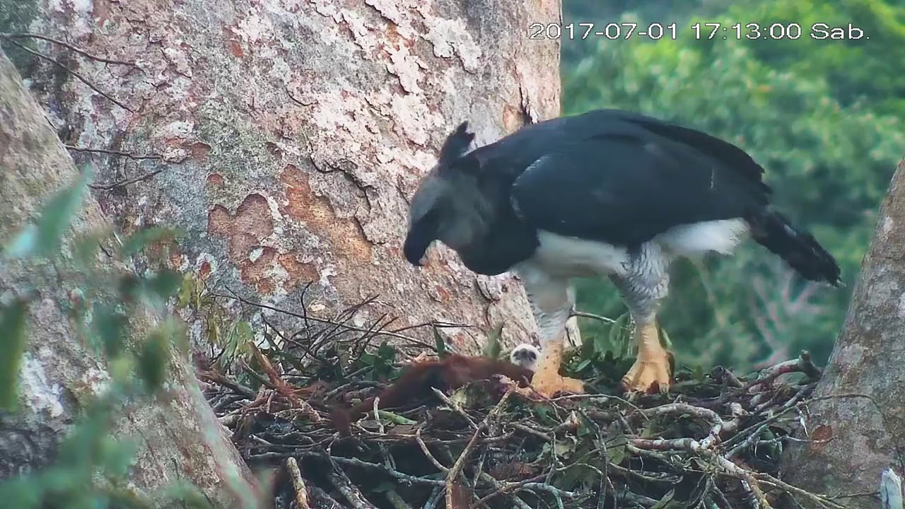 🐾 Harpy eagle (Harpia harpyja) - Eats a Howler Monkey. - YouTube