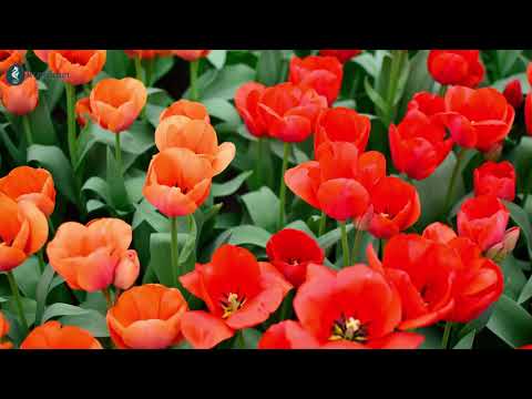 OLUMSUZ DUYGULARDAN ÖZGÜRLEŞMEK İÇİN KISA MEDİTASYON