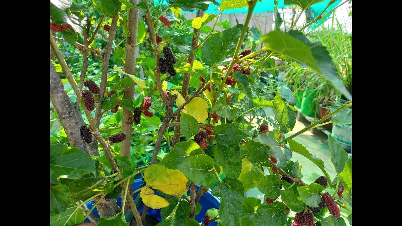 Mulberry Fruit Harvest | மாடி தோட்டத்தில் மல்பெரி பழ அறுவடை - YouTube