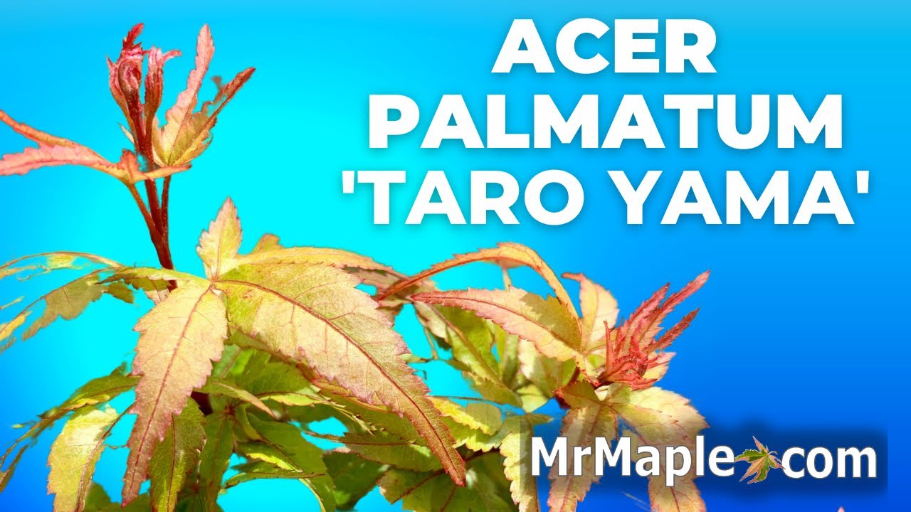 Acer palmatum 'Taro yama' | Rare Dwarf Japanese Maple Tree | MrMaple ...