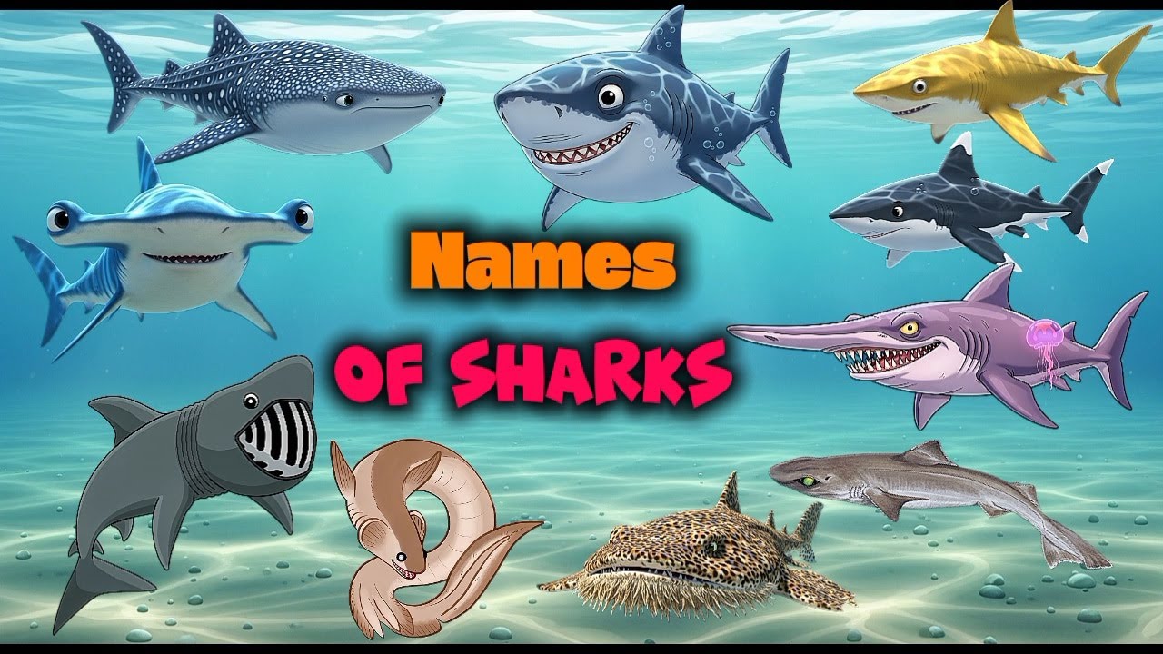 Mengenal Nama Nama Hiu | Names of Sharks | bahasa inggris | edukasi ...