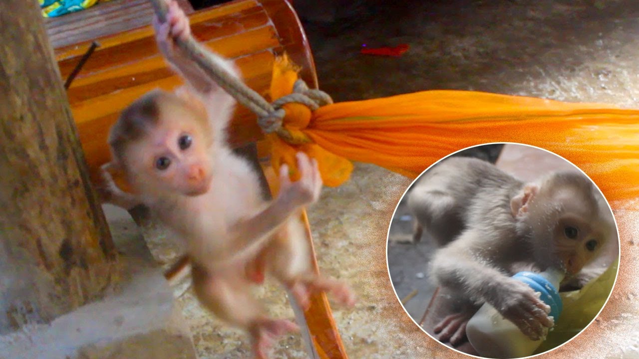 Super Happy Day! Sister Joining Monkey Abbey Morning Active And Playful ...