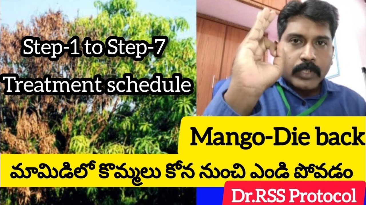 మామిడిలో లో కొమ్మలు కోన నుంచి ఎండి పోవడం /Mango - Die back /Step-1 to ...