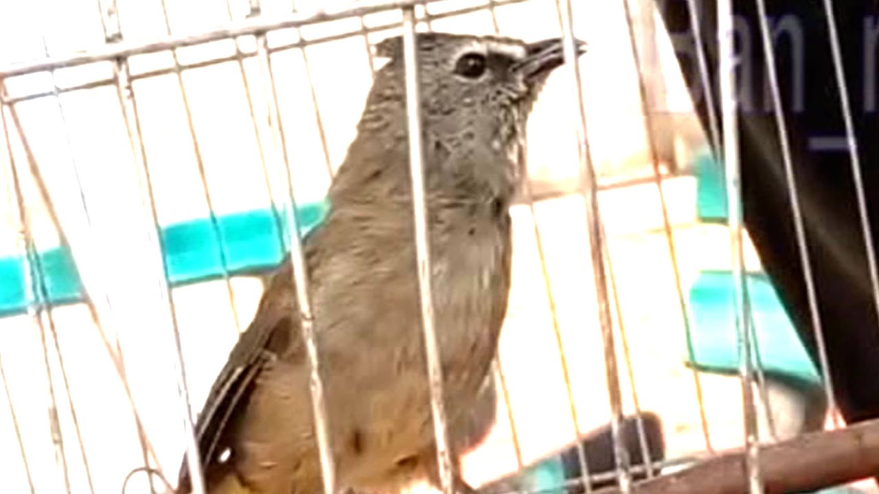 Burung merbah gunung gacor 10 - YouTube