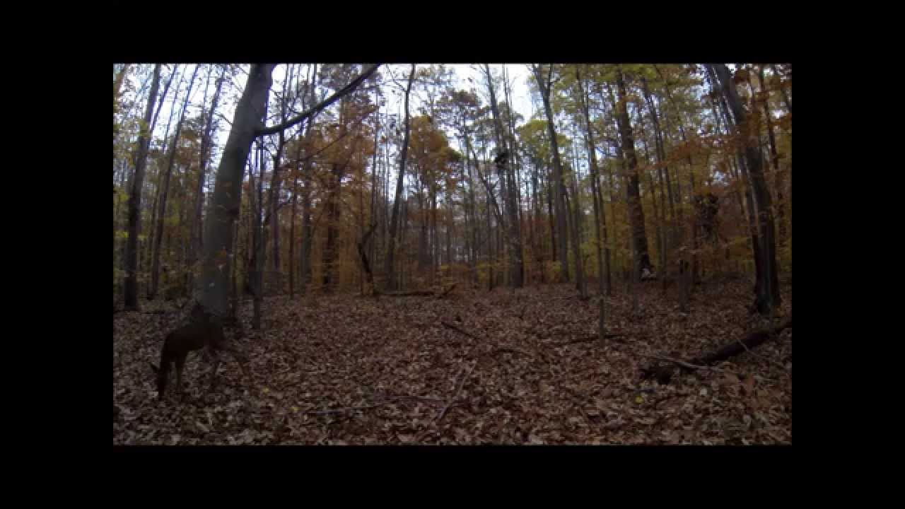 Bowhunting Delaware - "Veteran's Day Harvest" (Shot captured from two ...