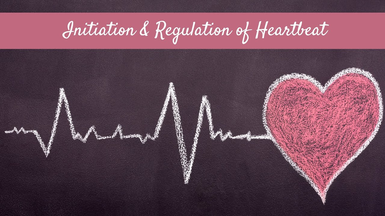Initiation & Regulation of Heartbeat (Pre-U Biology - STPM ...