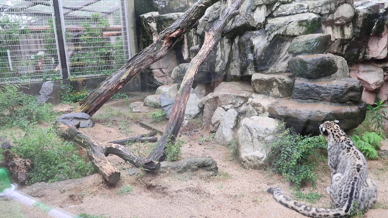 #5-6 June 2020 at Oji zoo, Kobe, Japan - YouTube